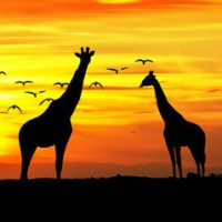 Replace the Pan – Ariel Pierce